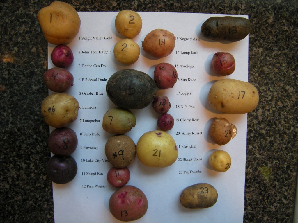Tom Wagner Blight Resistant Potato Trials - Bifurcated Carrots